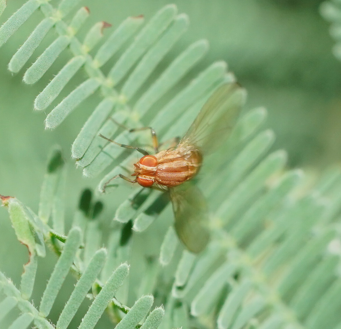 Lauxaniidae