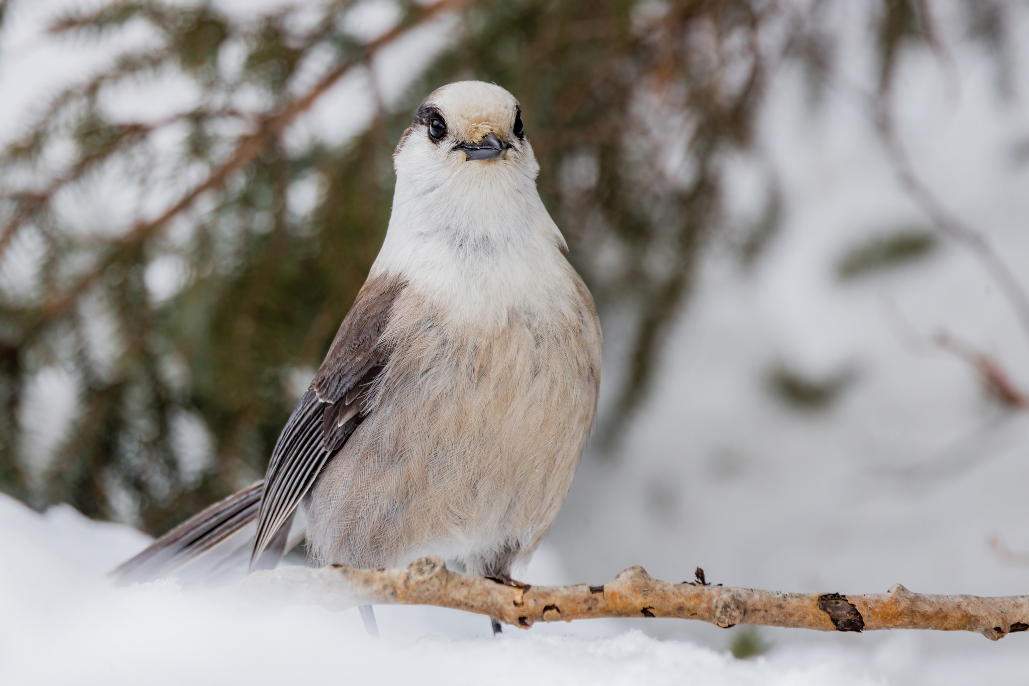 Perisoreus canadensis (Linnaeus, 1766)