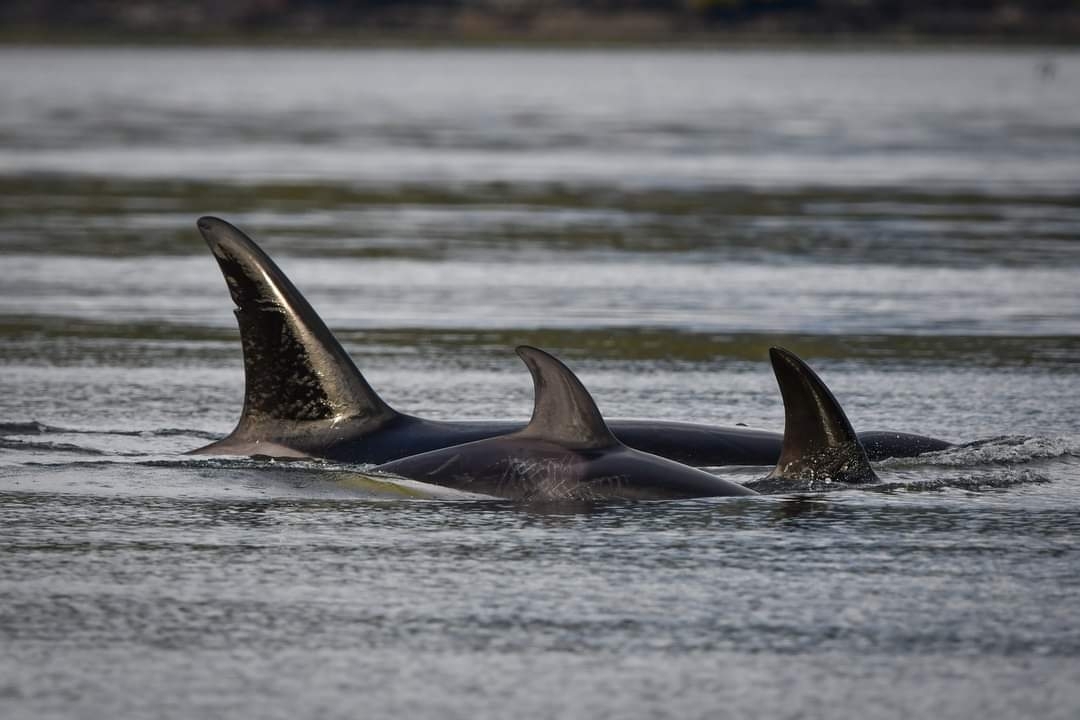 Orcinus orca (Linnaeus, 1758)