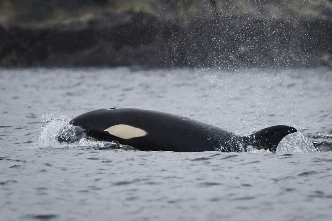 Orcinus orca (Linnaeus, 1758)