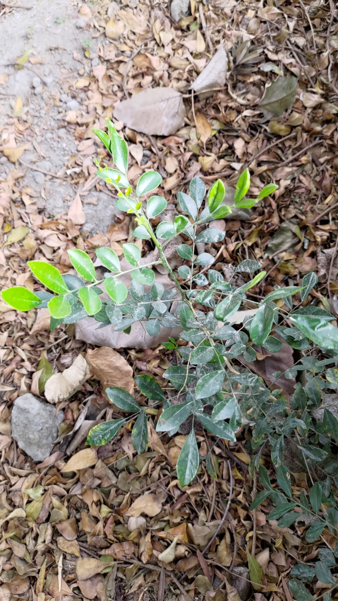 Murraya J.Koenig ex L.