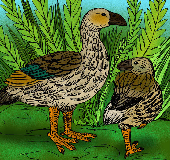 Turtle-jawed Moa-nalo (Chelychelynechen quassus) - Avian Discovery