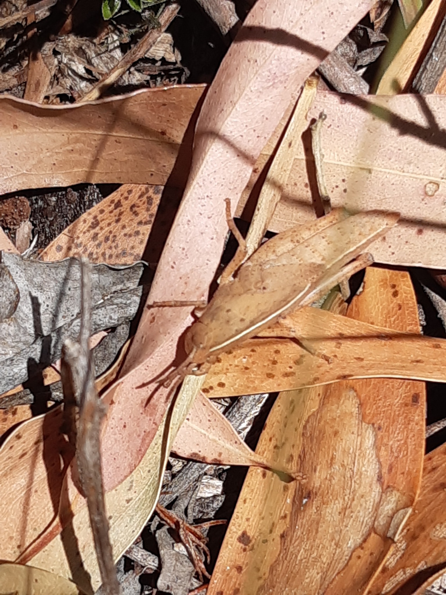 Goniaea australasiae (Leach, 1814)