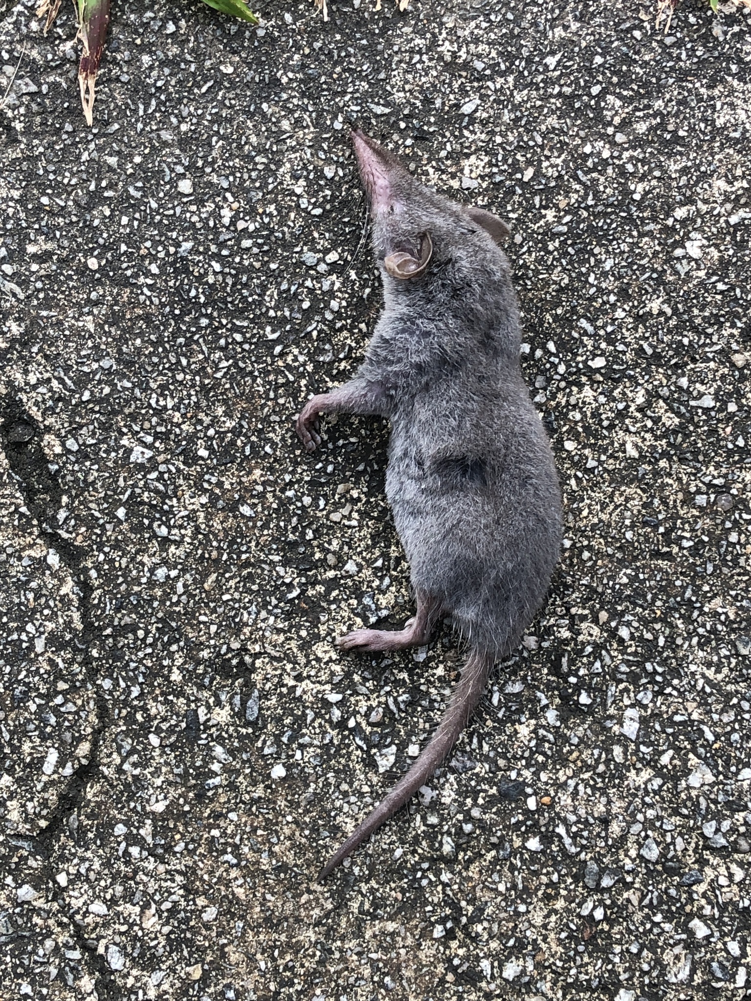 Suncus murinus (Linnaeus, 1766)