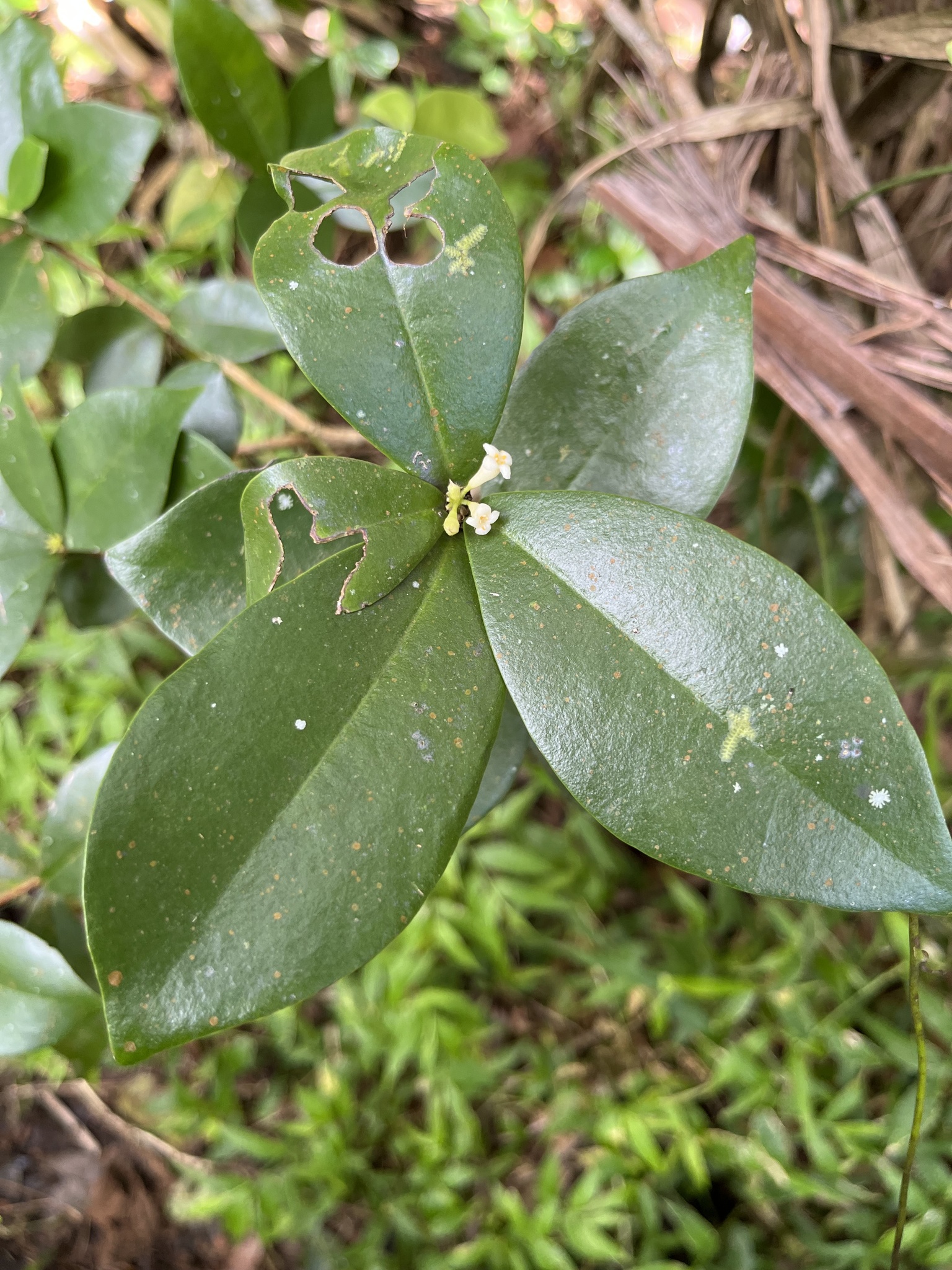 Daphnopsis Mart. & Zucc.
