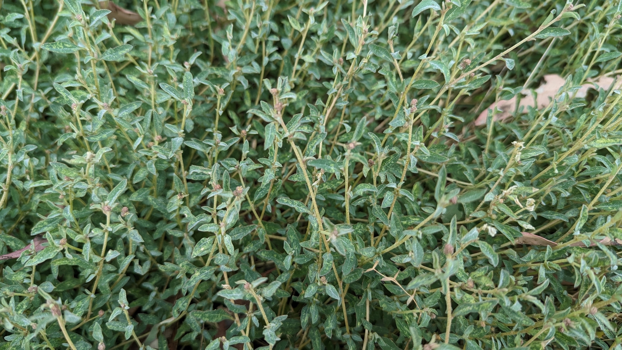 Atriplex semibaccata R.Br.