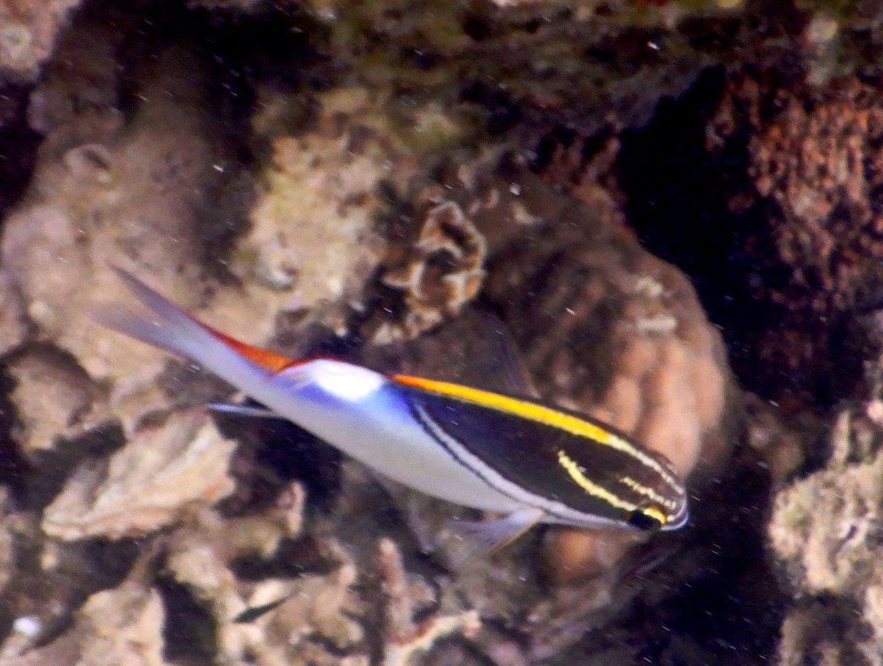 Scolopsis Cuvier, 1814