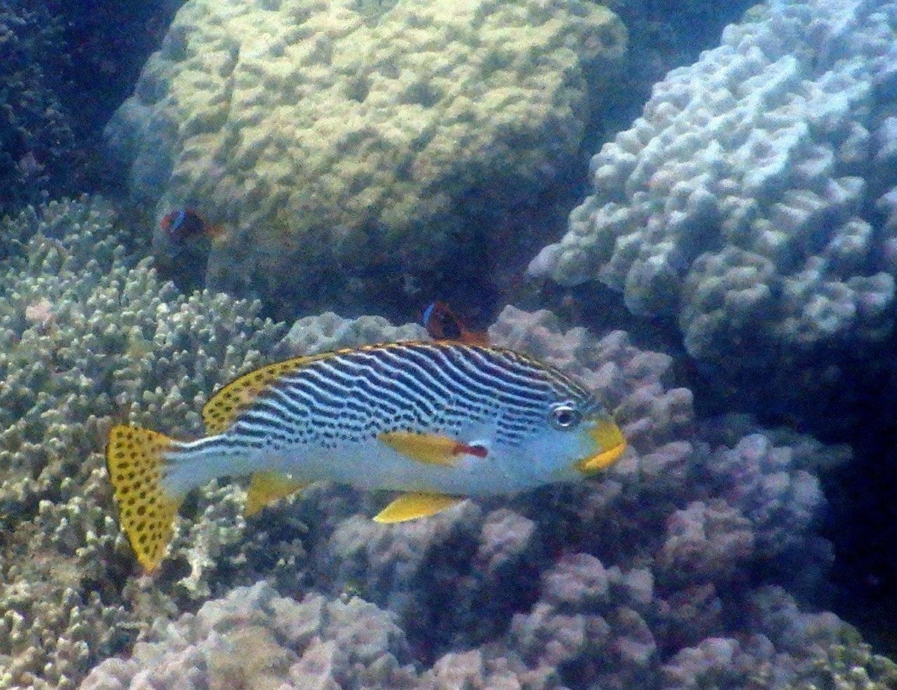 Plectorhinchus lineatus (Linnaeus, 1758)