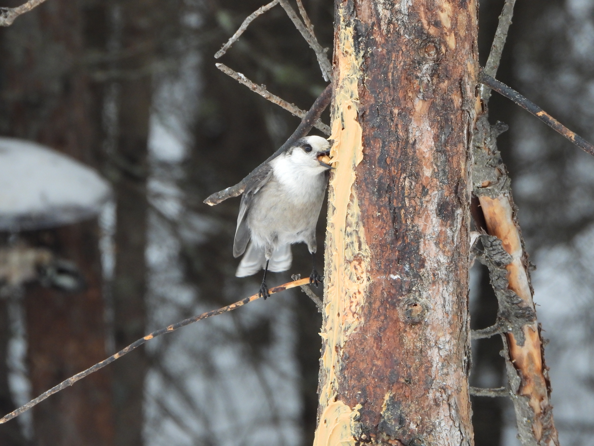 Perisoreus canadensis (Linnaeus, 1766)