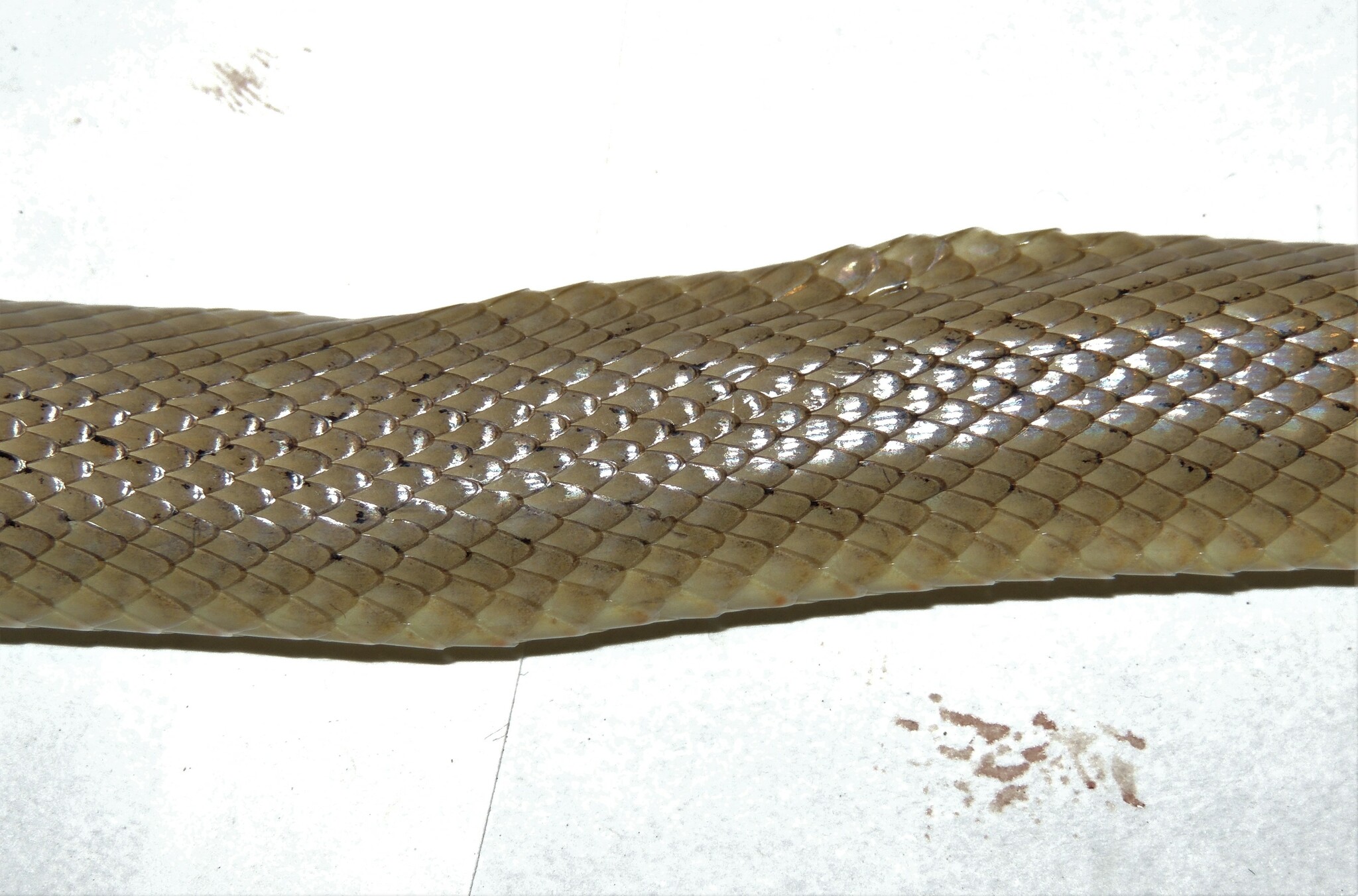 Pseudonaja guttata (Parker, 1926)