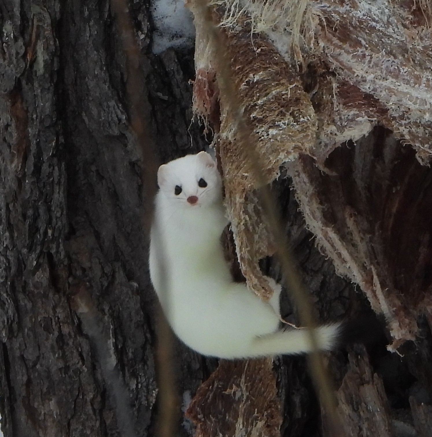 Mustela erminea richardsonii Bonaparte, 1838
