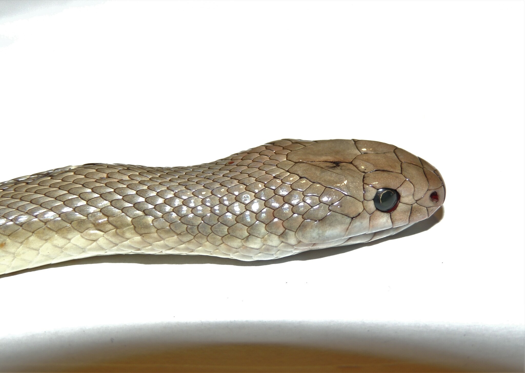 Pseudonaja guttata (Parker, 1926)