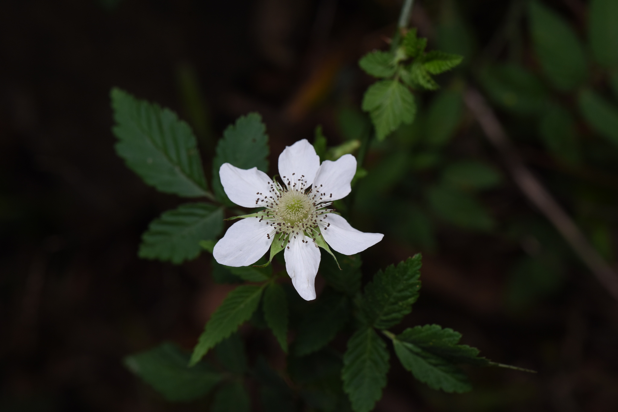 Rubus rosifolius Sm.