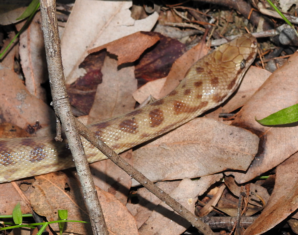 Spotted Python from Dram Rd, Bunyaville Conservation Reserver, Arana ...
