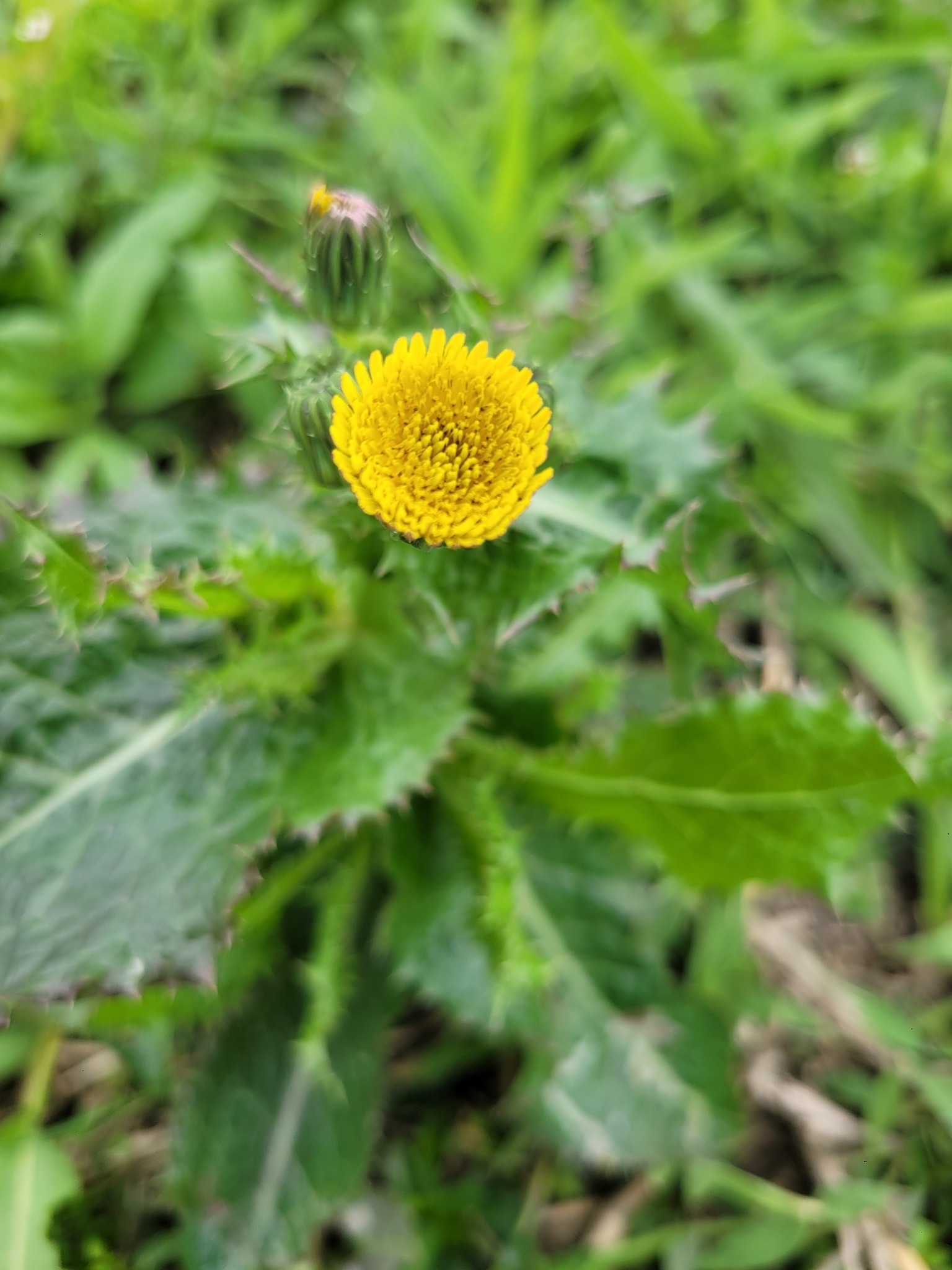 Sonchus asper (L.) Hill