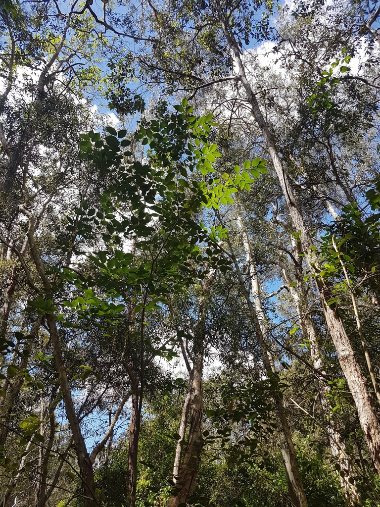 Chinese Hackberry in November 2017 by pcopping_ecp · iNaturalist