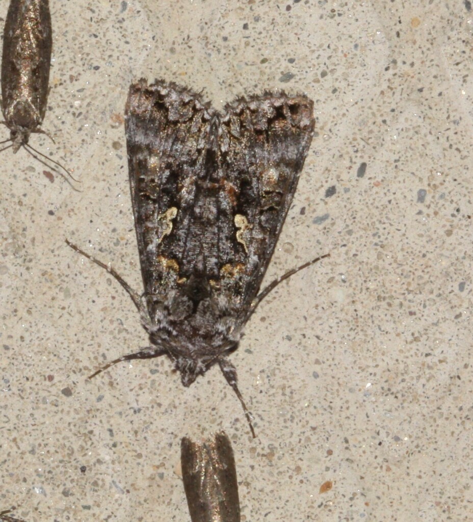 Dusky Silver Y Moth from Pabos, 17 rue Baie-Bleue Le Rocher-Percé, QC ...