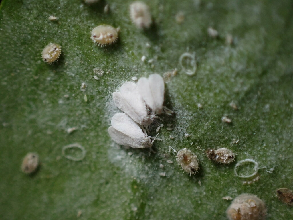 ash whitefly in January 2023 by u_phantasticus · iNaturalist