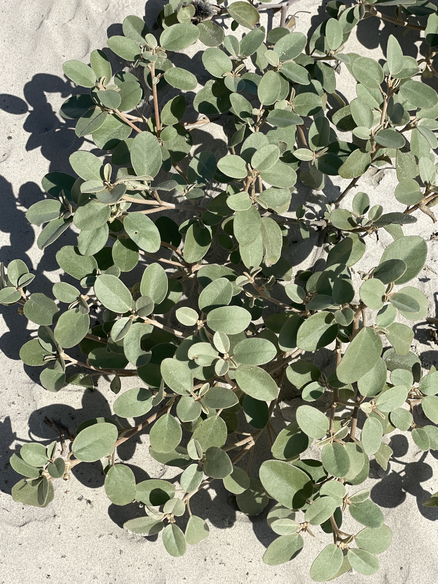 Croton punctatus Jacq.