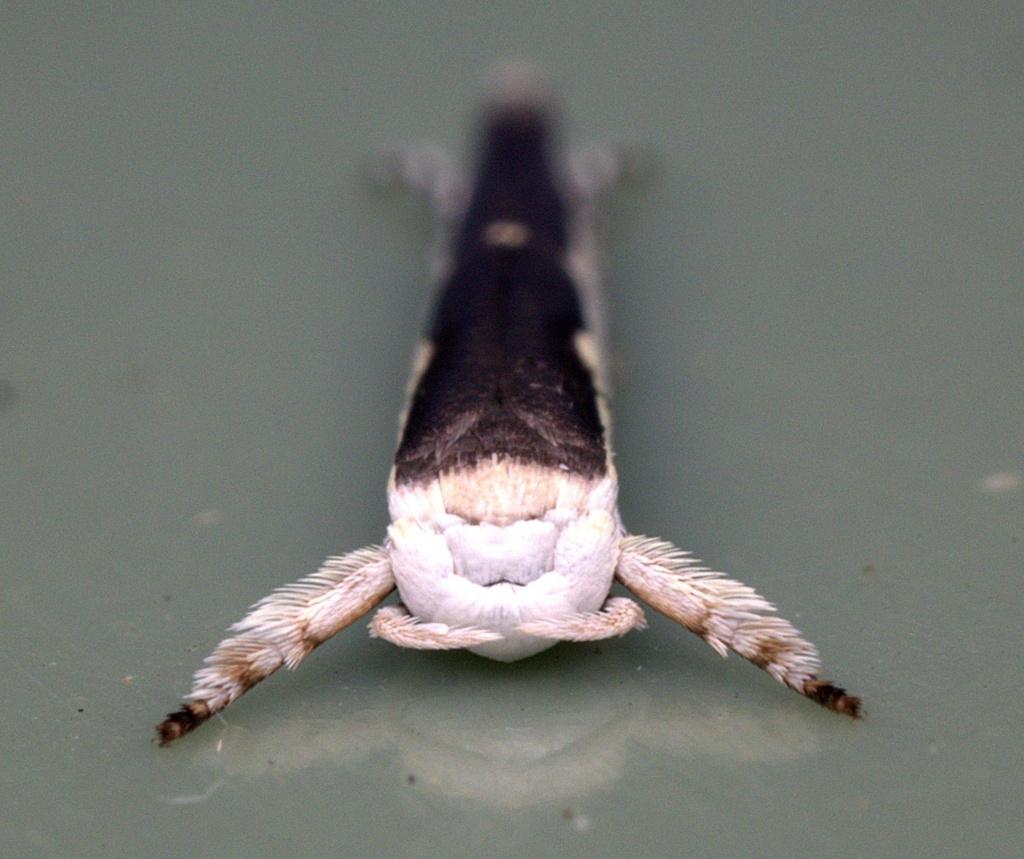 Titoki moth from Kaeo, New Zealand on January 12, 2022 at 06:24 PM by ...