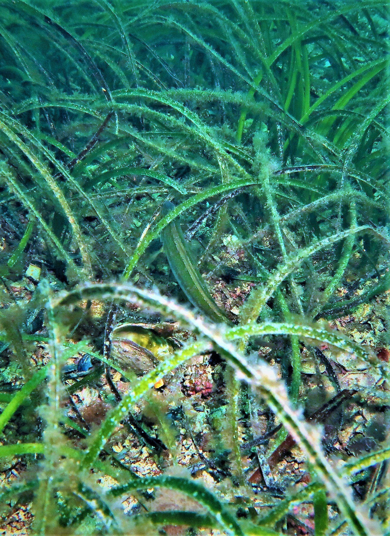 Haletta semifasciata (Valenciennes, 1840)