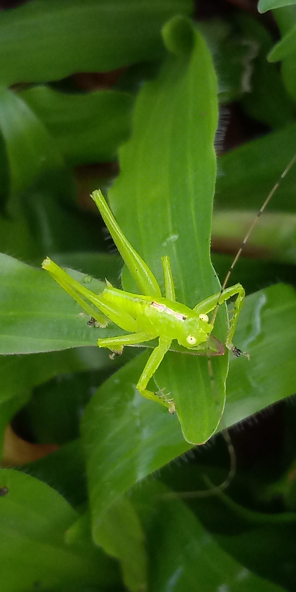 Hexacentrus unicolor Serville, 1831