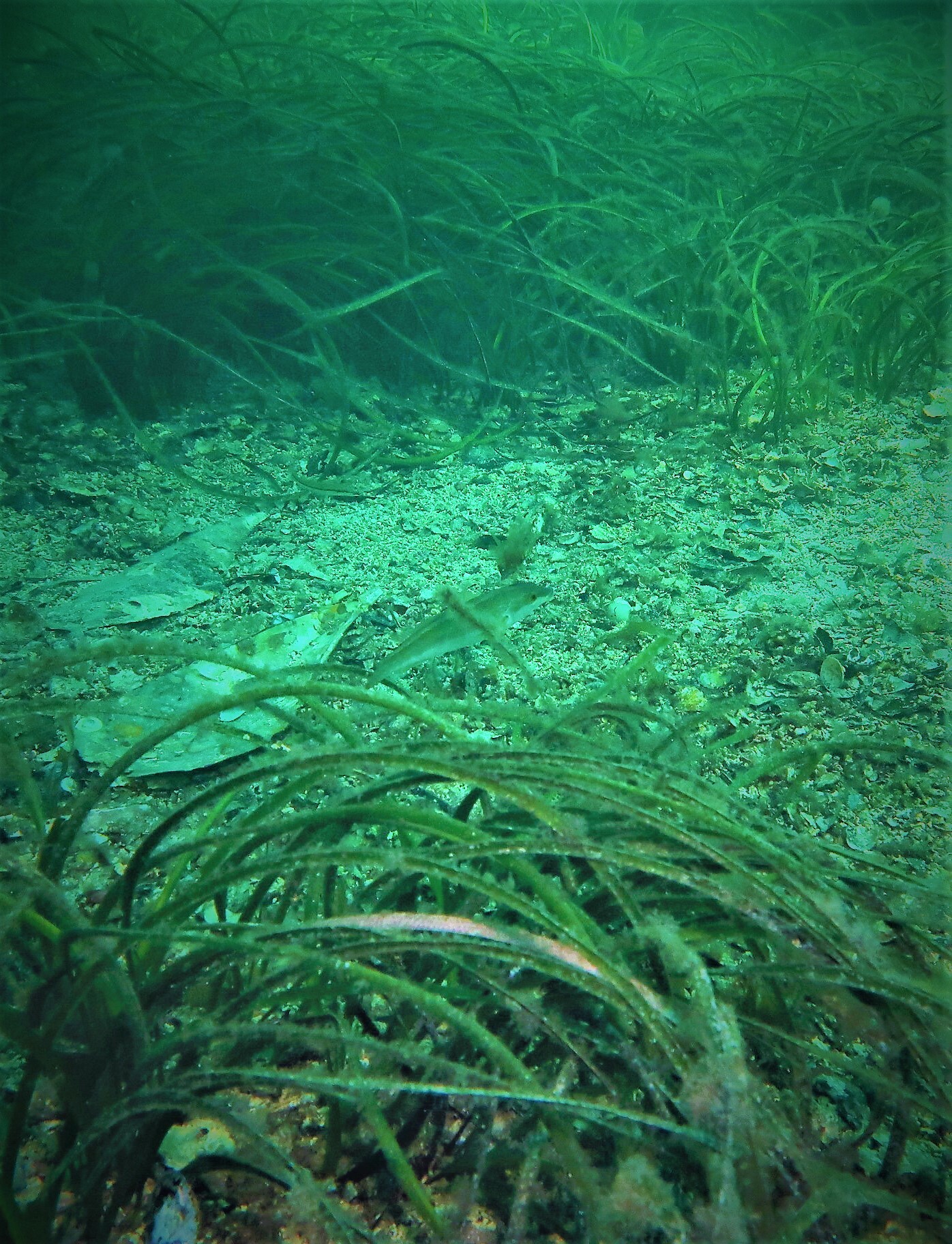 Haletta semifasciata (Valenciennes, 1840)