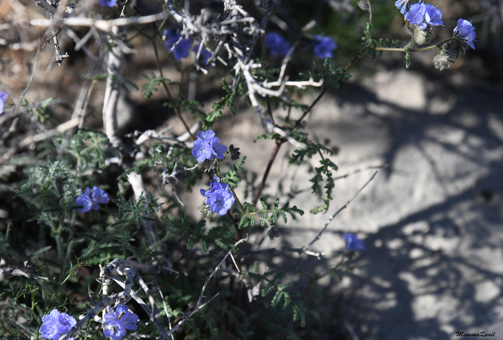 Phacelia distans Benth.