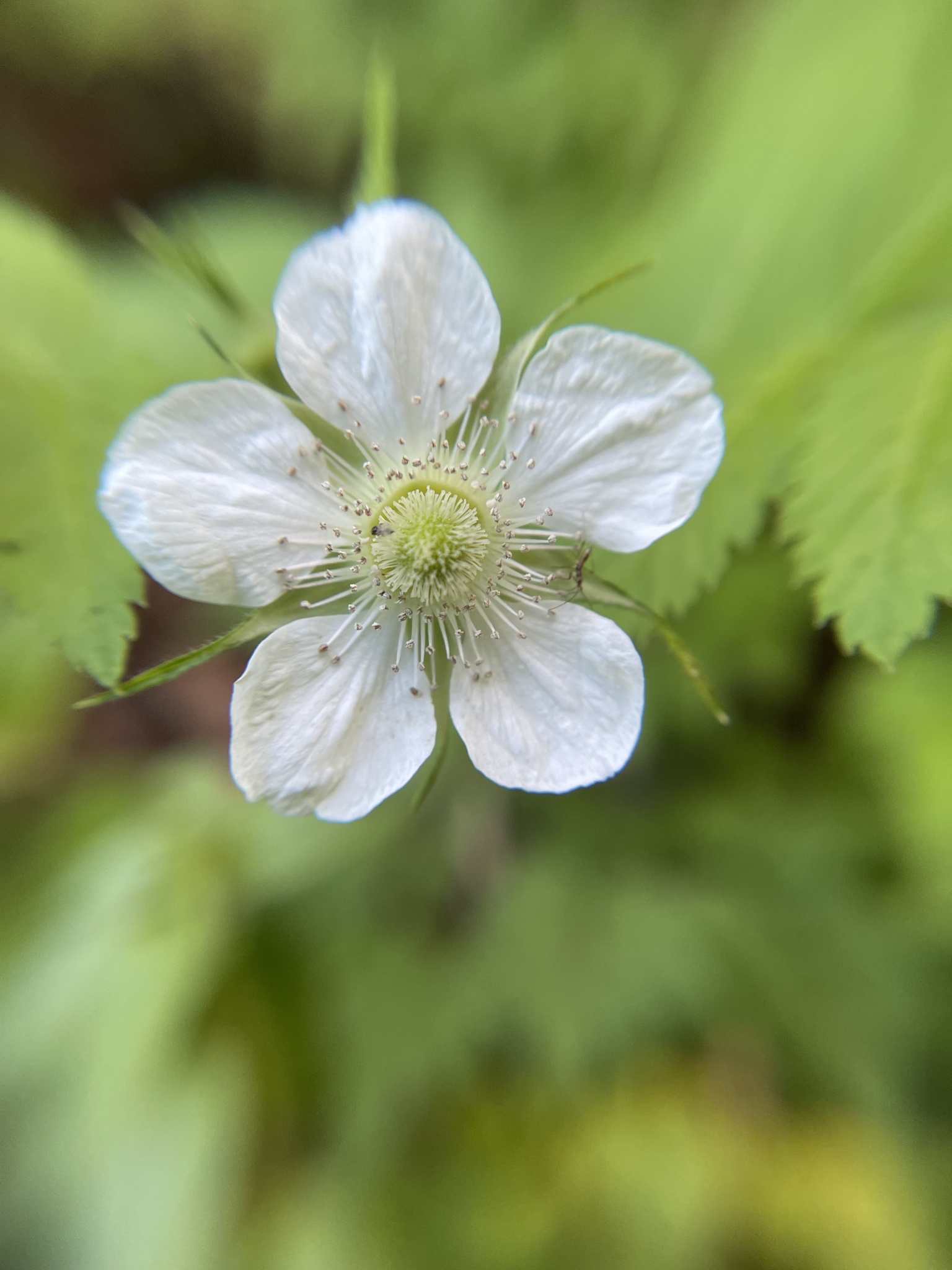 Rubus rosifolius Sm.