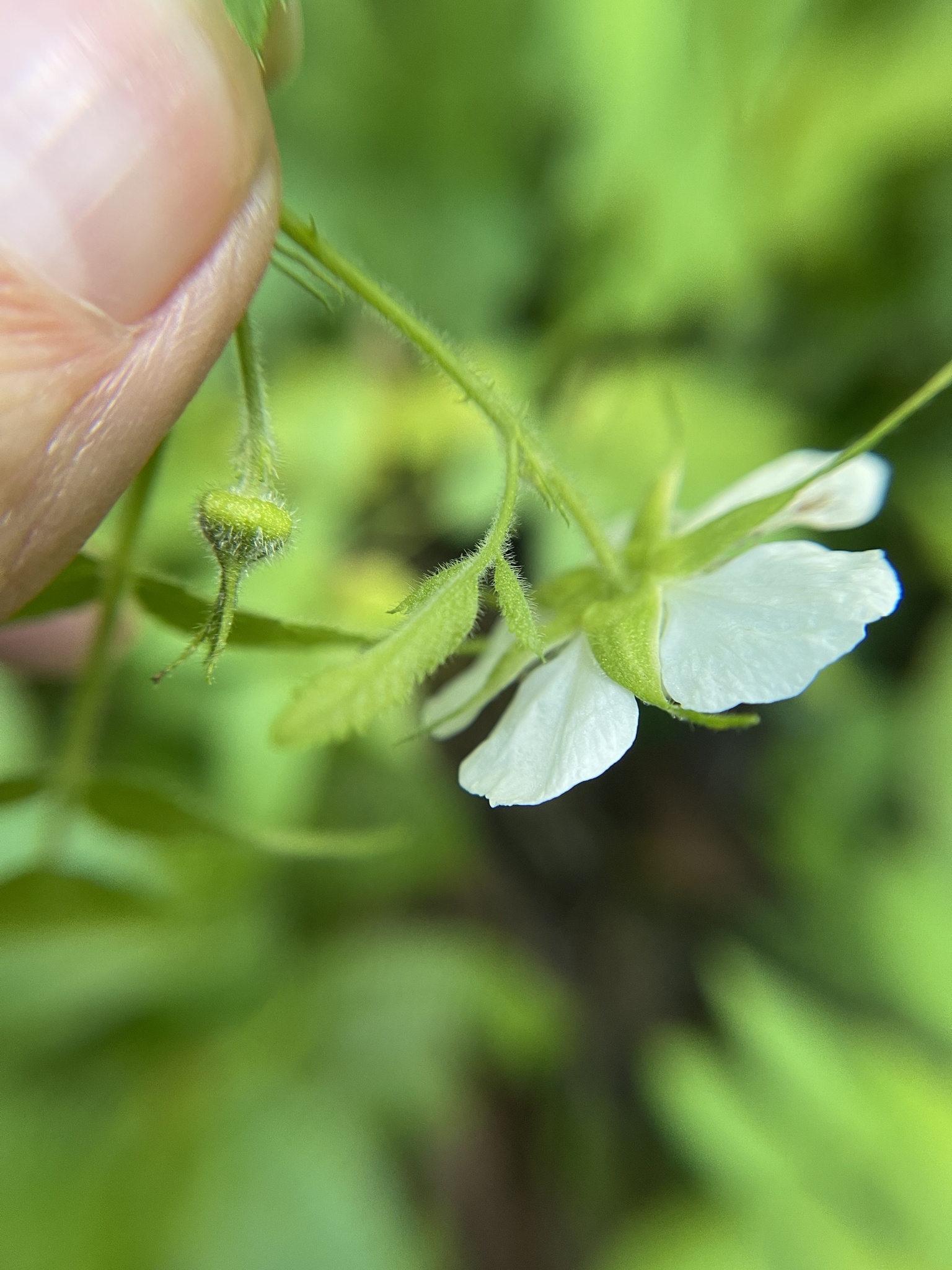 Rubus rosifolius Sm.