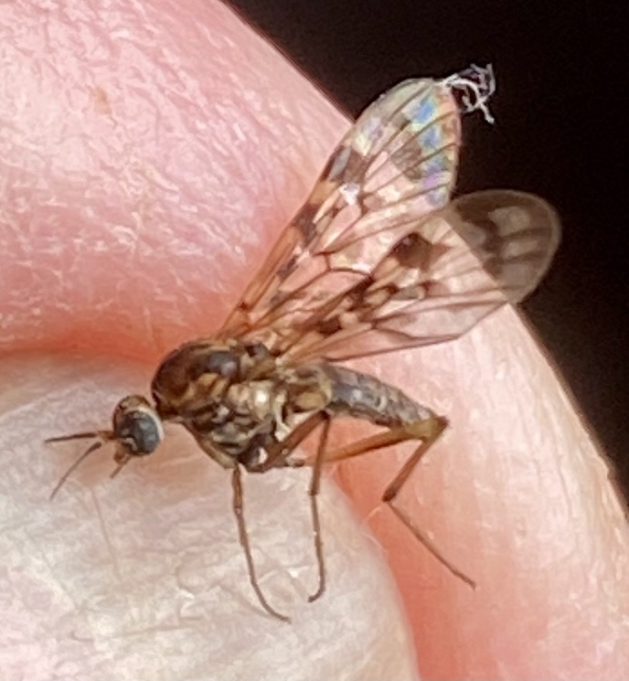 Anisopodidae
