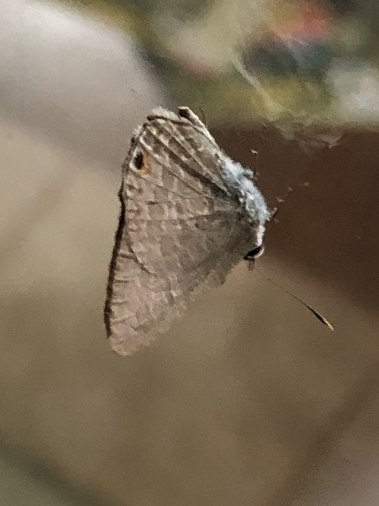 Anthene in January 2023 by asaph01 · iNaturalist