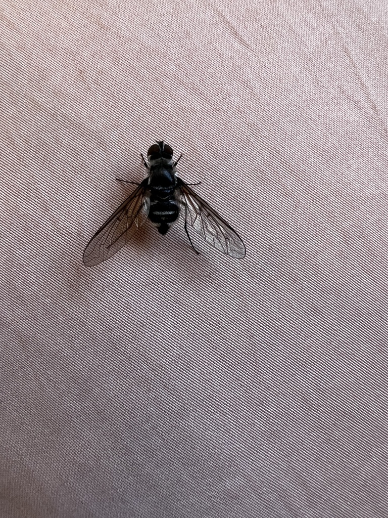 Thraxan in January 2023 by sandila · iNaturalist