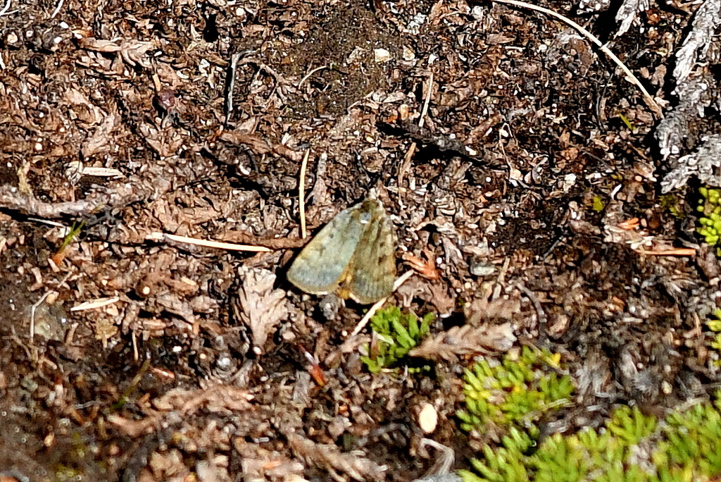 Scoparia cinefacta from Ben Lomond, New Zealand on December 30, 2022 at ...
