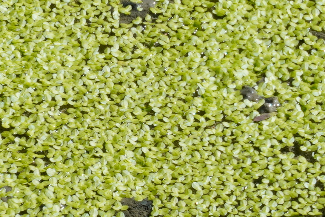 Lemna Aequinoctialis
