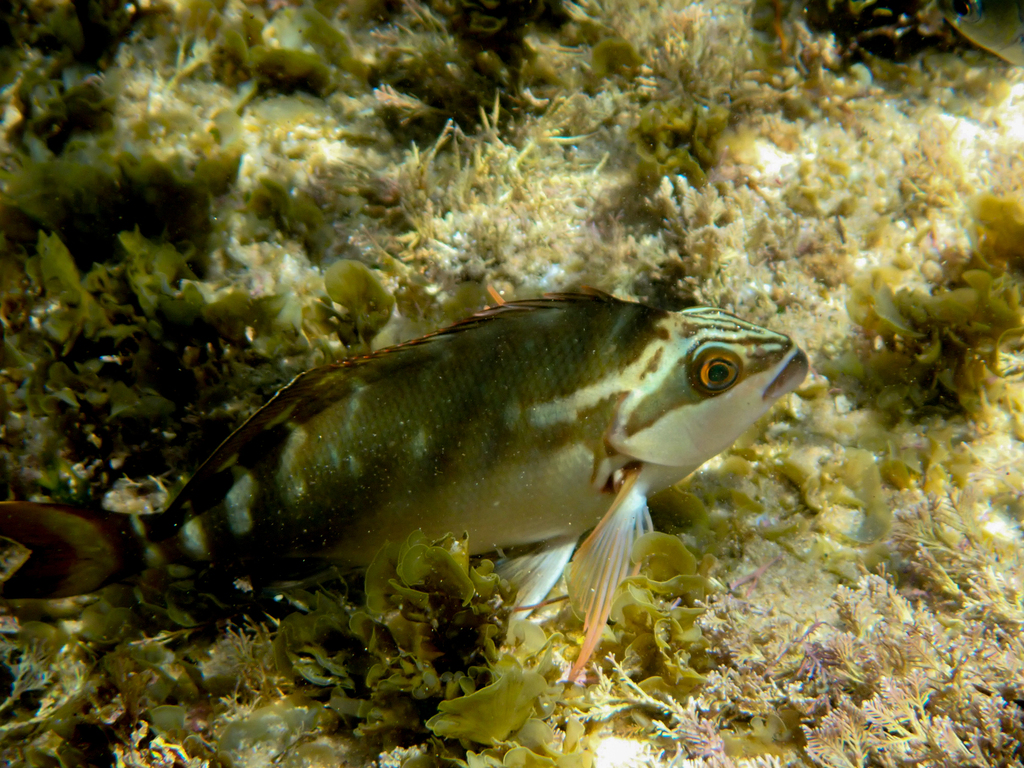 Red Morwong from Toowoon Bay NSW, Australia on January 16, 2023 at 12: ...