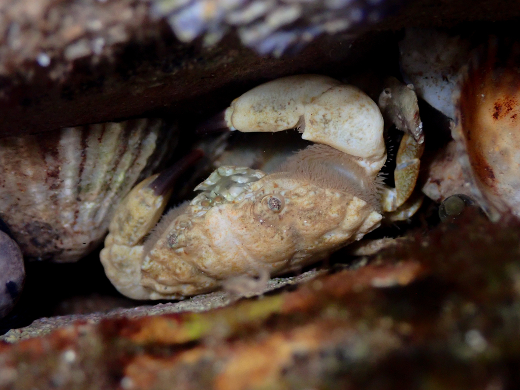Decapods from Toowoon Bay NSW, Australia on January 16, 2023 at 01:16 ...