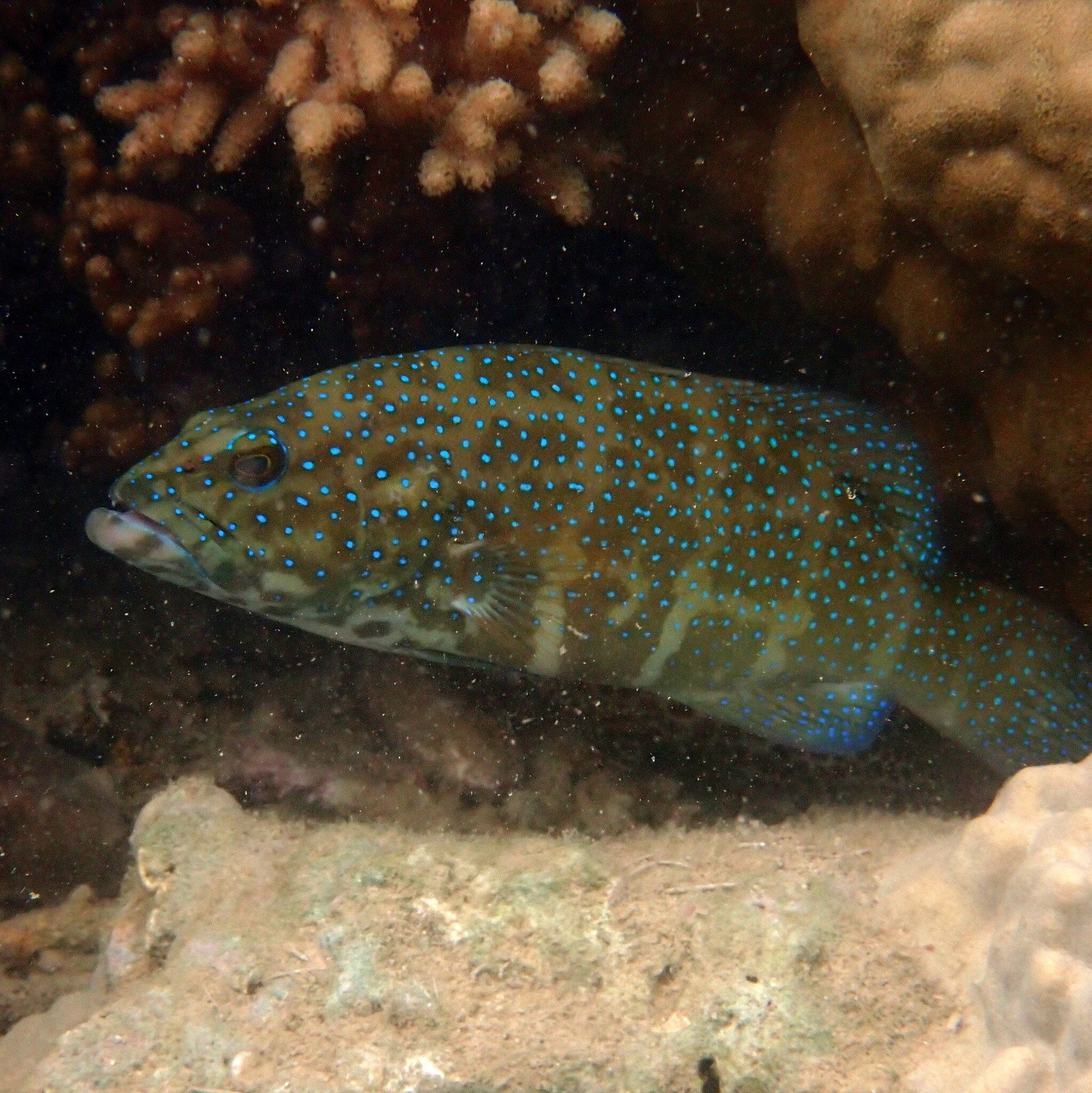 Plectropomus leopardus (Lacepède, 1802)