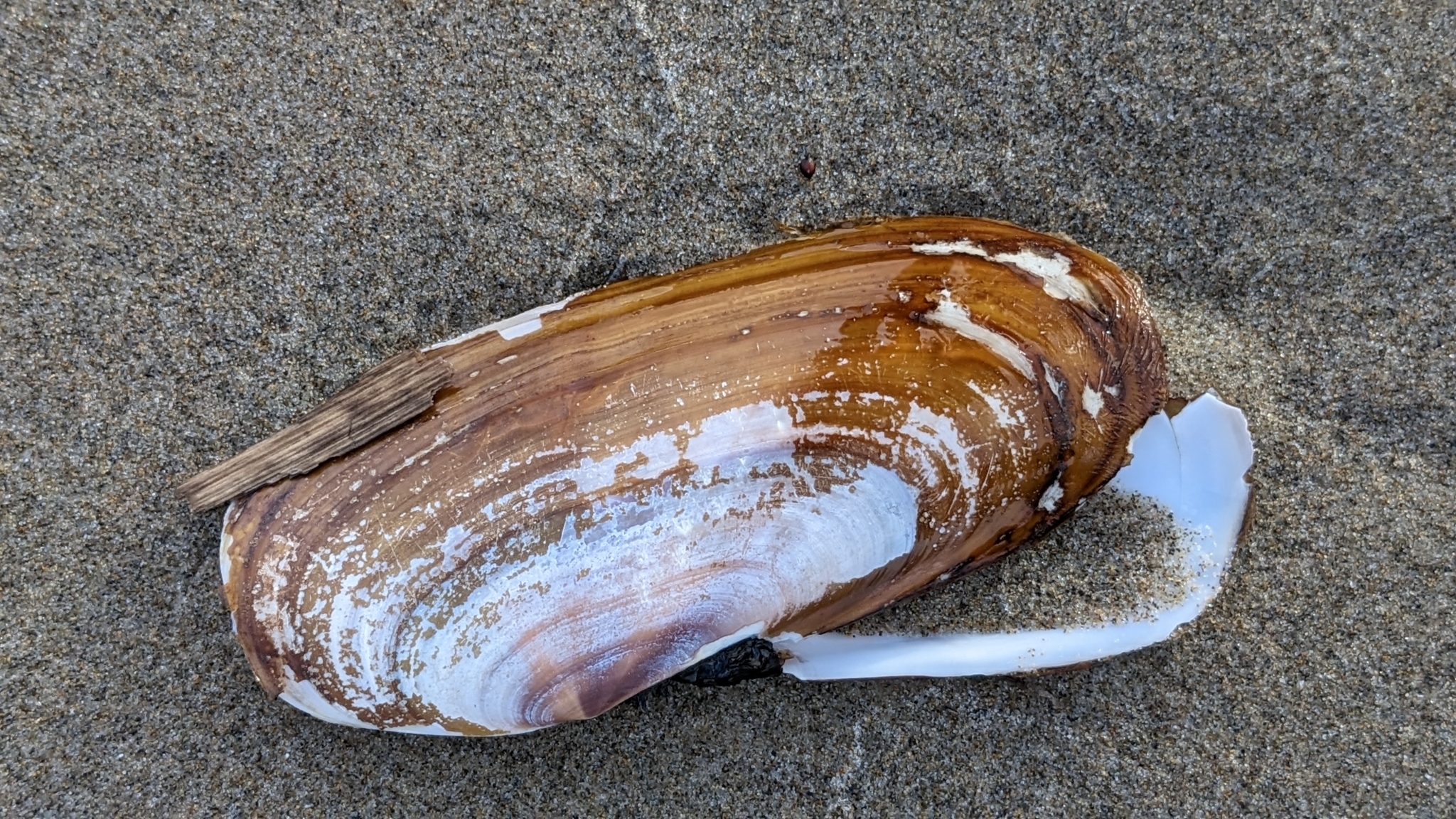 Pharidae