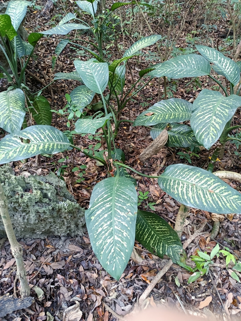 tuftroot from Unnamed Rd,, 鼓山區高雄市台灣 804 on January 16, 2023 at 09:22 AM ...