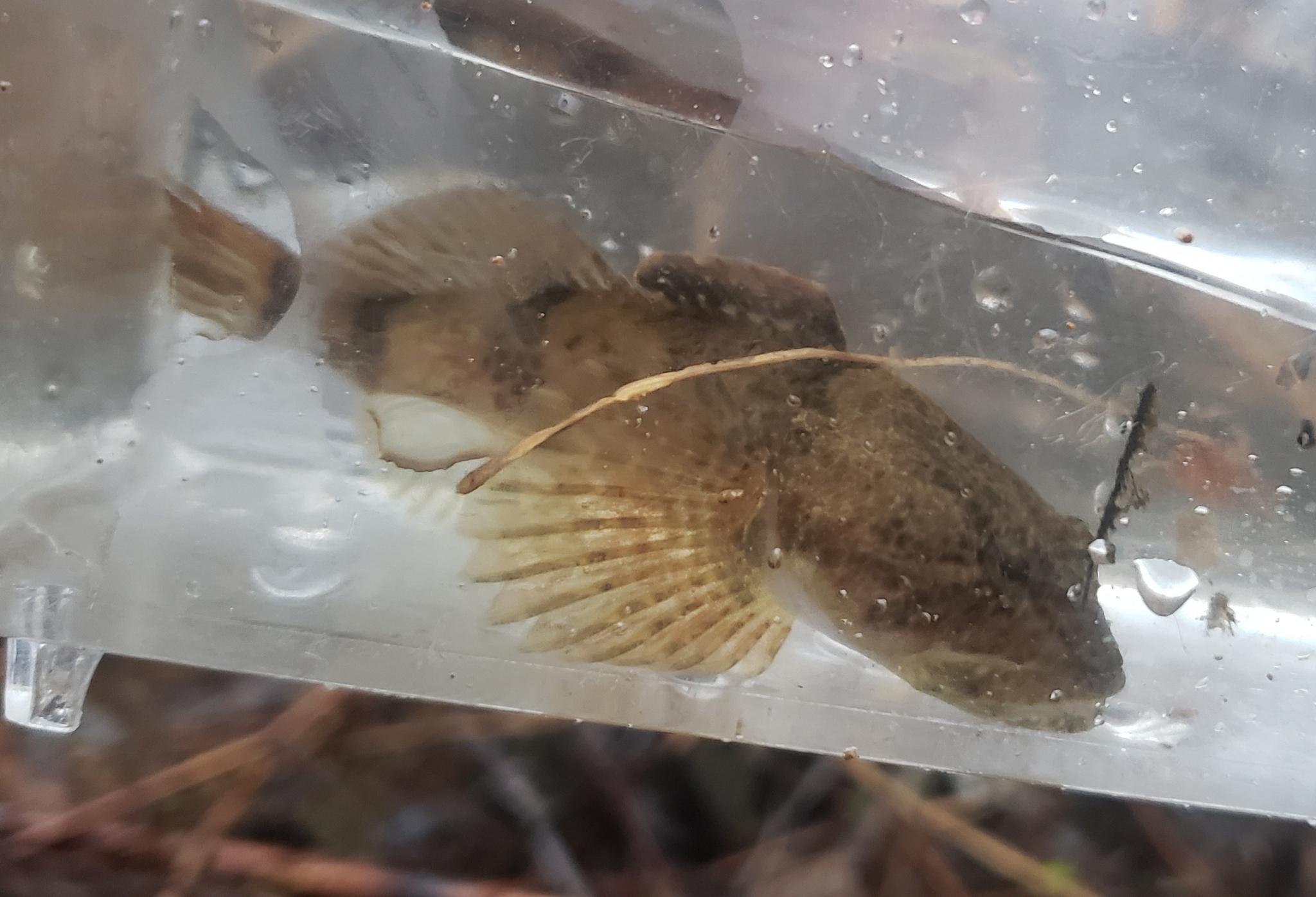 Cottus Linnaeus, 1758