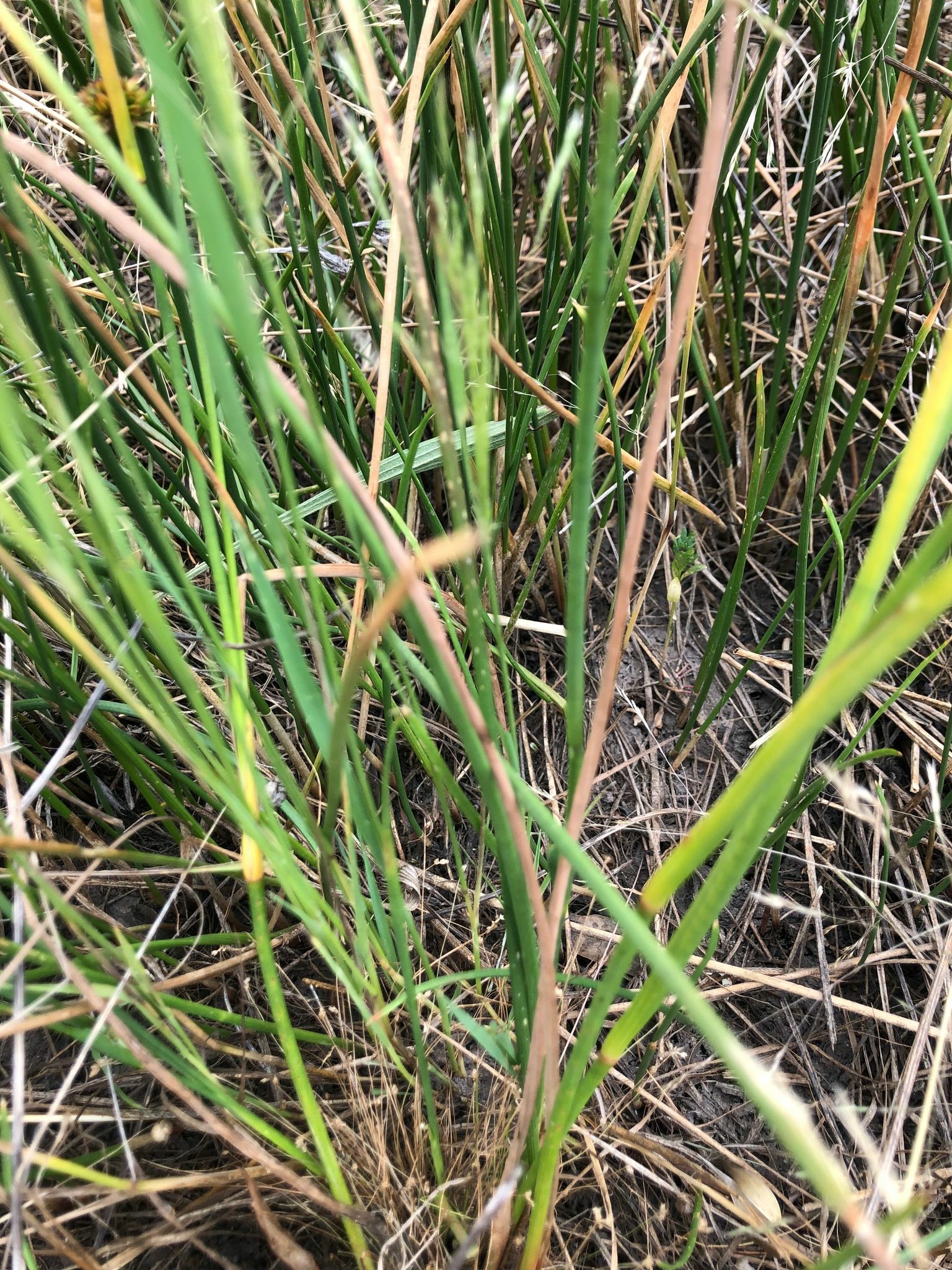 Juncus holoschoenus R.Br.
