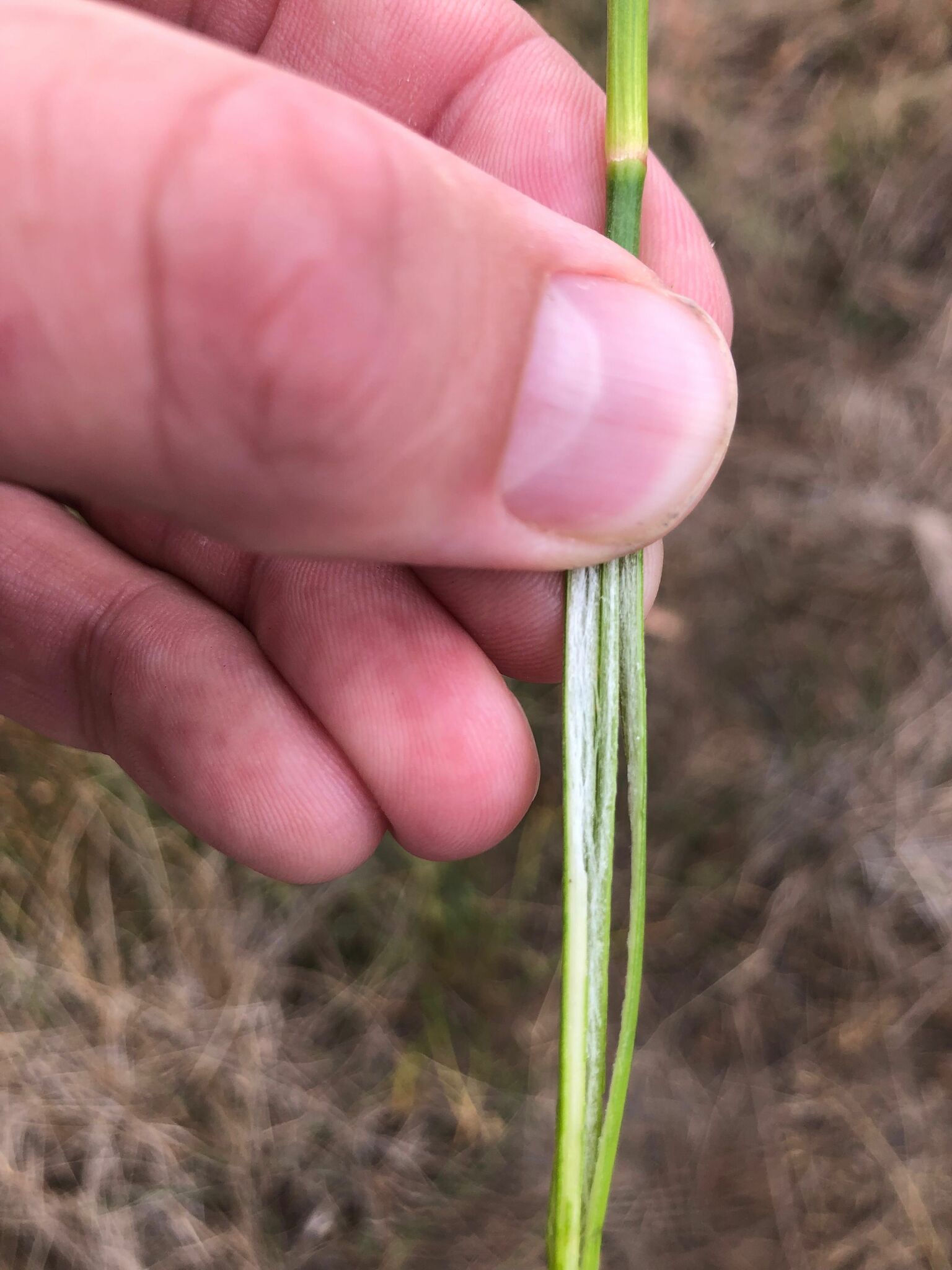 Juncus holoschoenus R.Br.