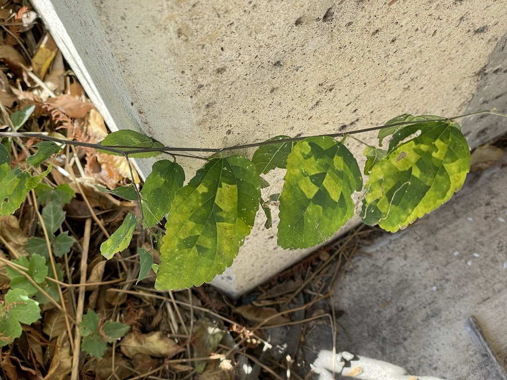 hackberry mosaic virus in December 2022 by plantperson7654 · iNaturalist