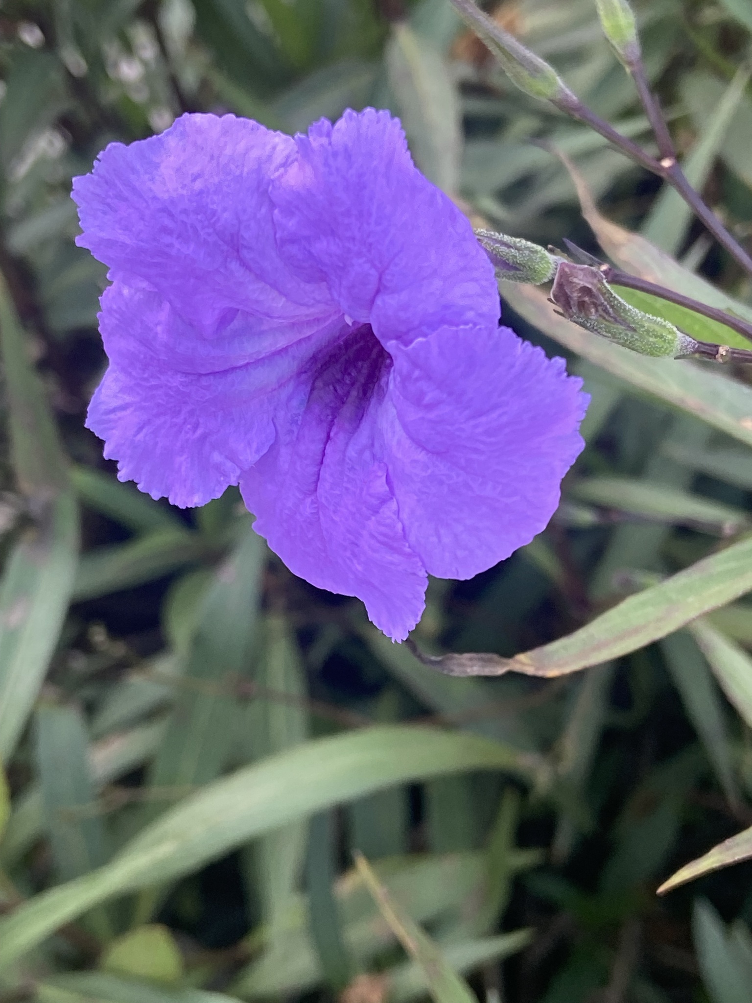 Ruellia simplex Wright