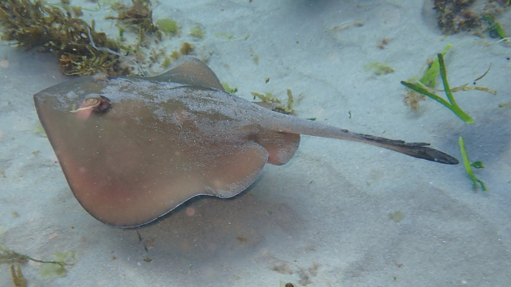 Common Stingaree from Seal Rocks NSW 2423, Australia on January 10 ...
