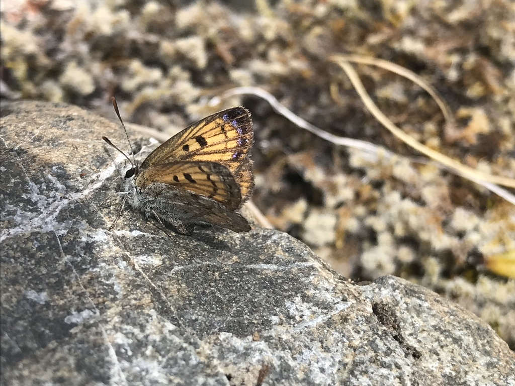 Canterbury Alpine Boulder Copper from Arthur's Pass National Park ...