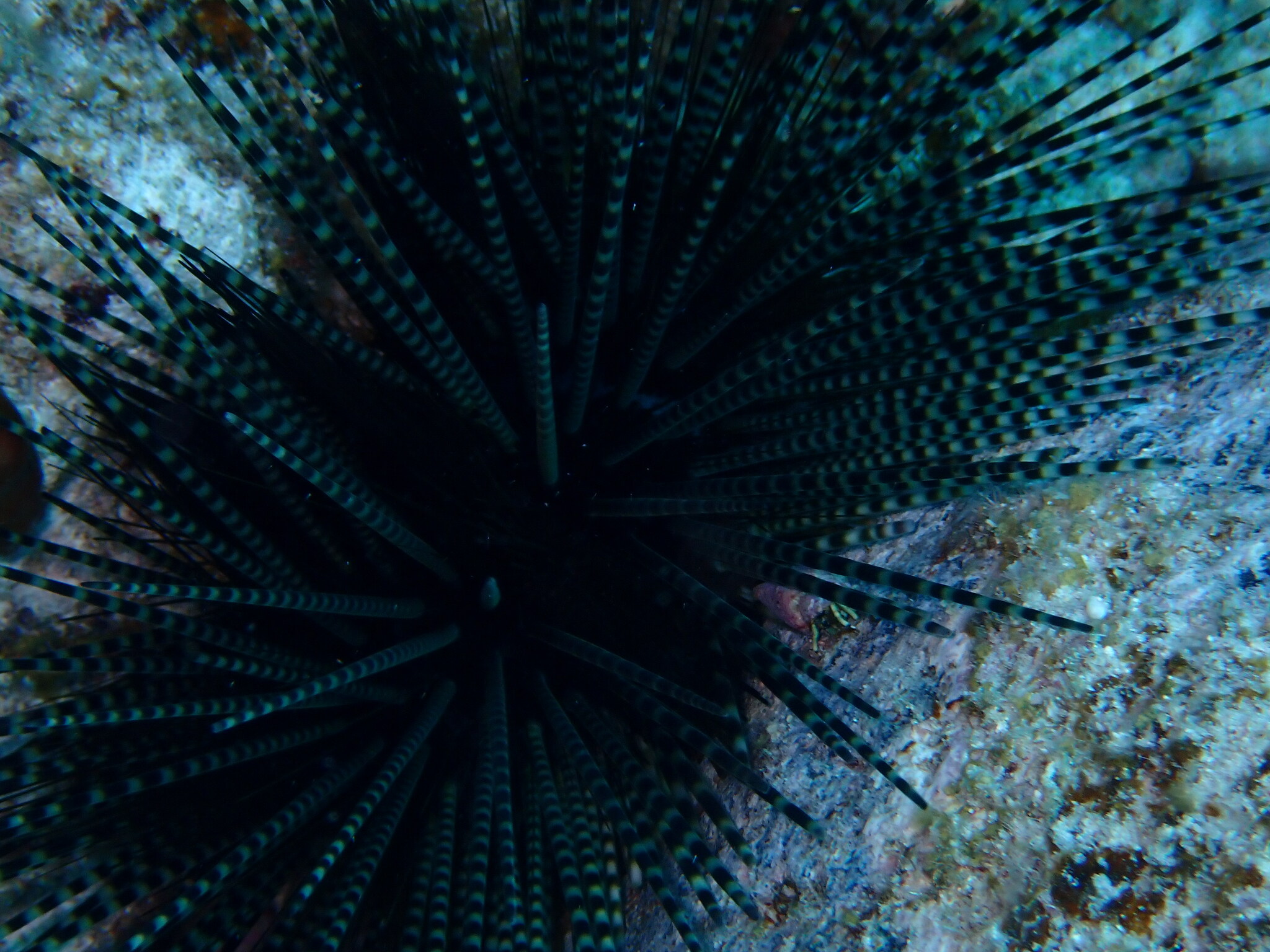Diadematidae