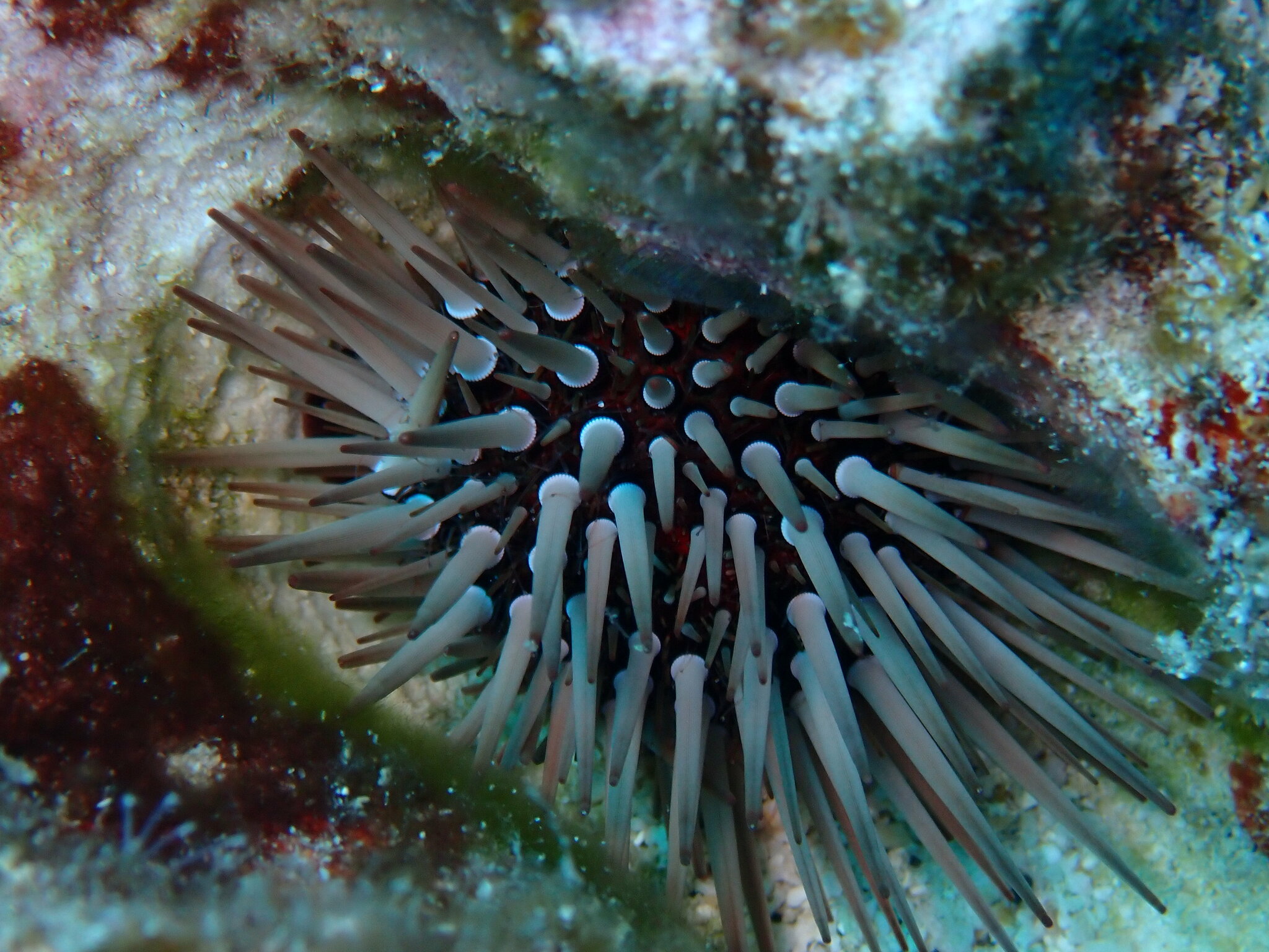 Echinometra mathaei (Blainville, 1825)