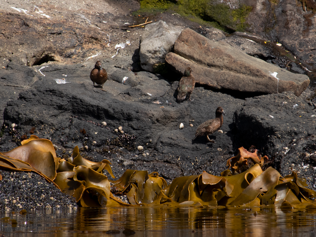 Auckland Islands Teal from Auckland Island / Motu Maha, New Zealand on ...